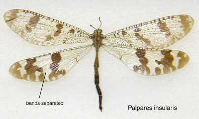 Madagascar Neuropterida