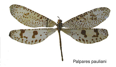 Madagascar Neuropterida