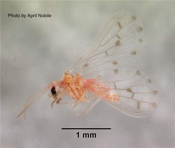 Factsheet - Nimboa natalensis Tjeder, 1957