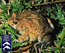 Guttural toad, Bufo gutturalis