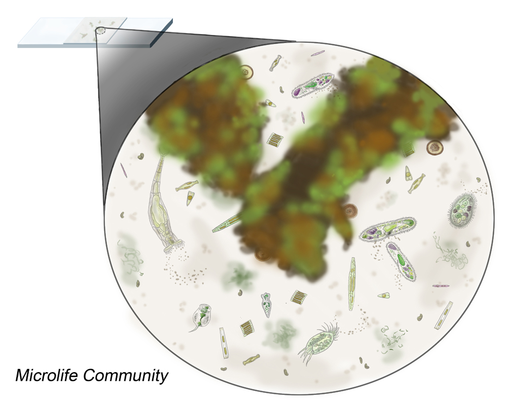 Scientific Illustration