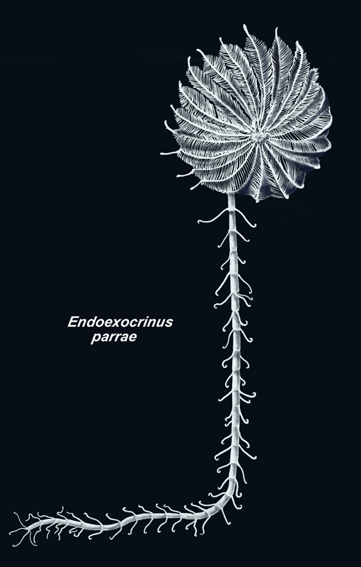 Untitled Document [researcharchive.calacademy.org]