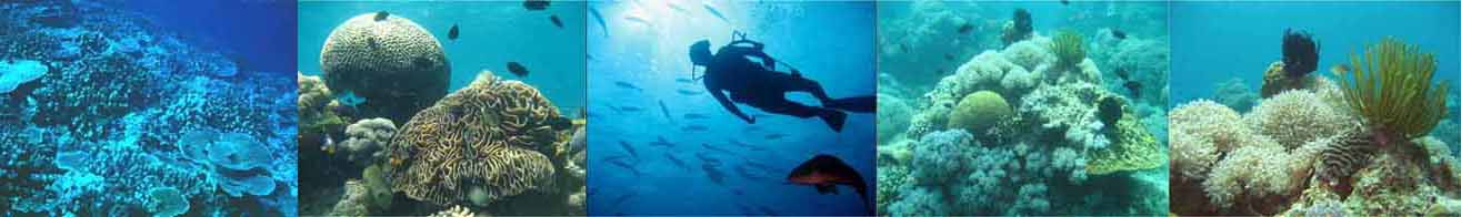 Untitled Document [researcharchive.calacademy.org]