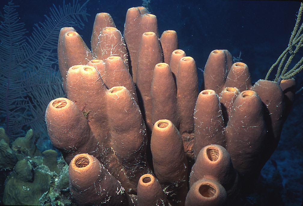 Agelas conifera