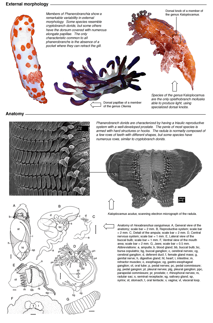 California Academy of Sciences - The Phylogeny of Nudibranchia
