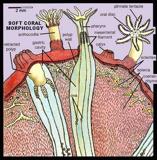 softcoralmorphology
